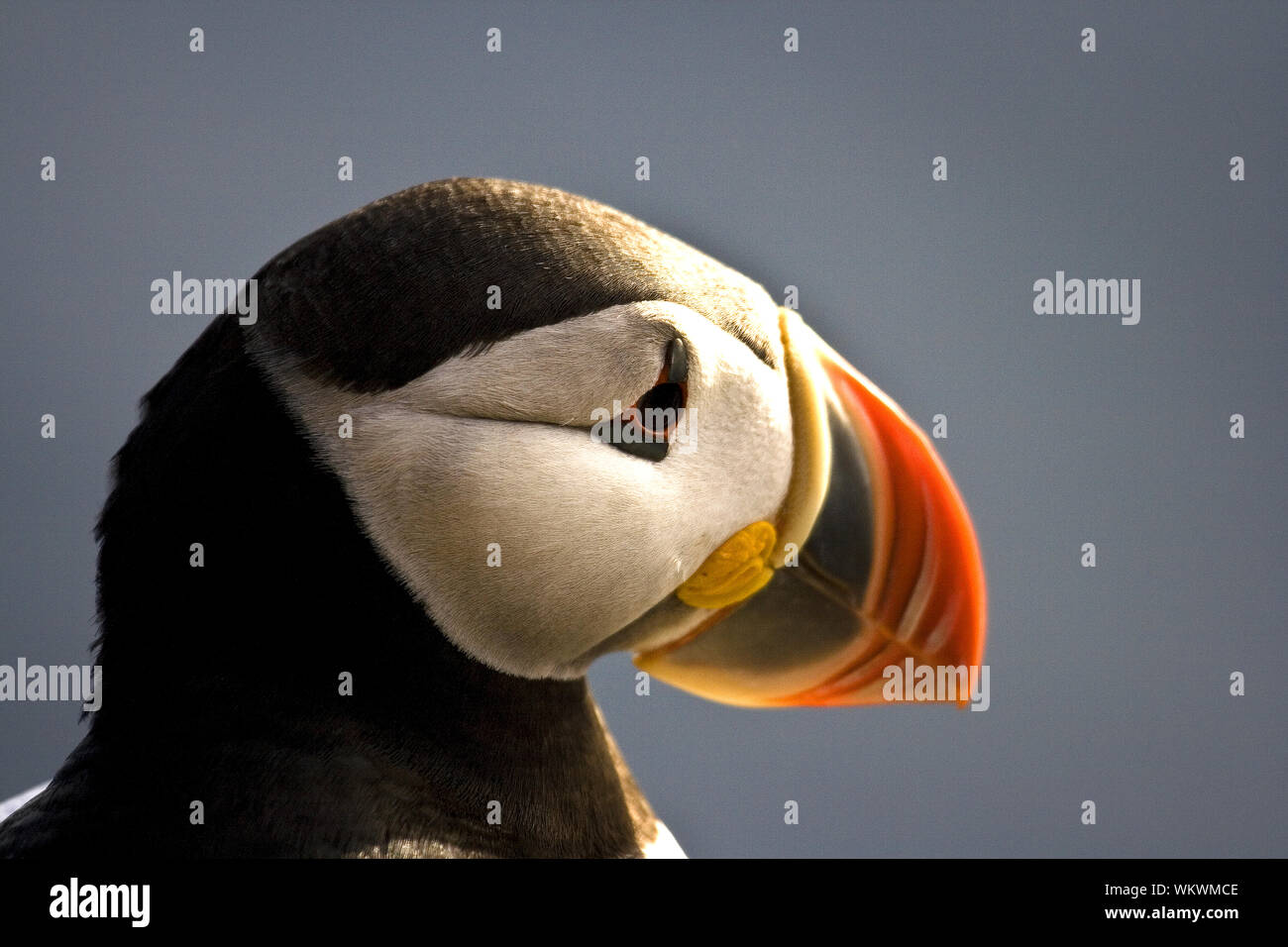 Península artica hi-res stock photography and images - Alamy