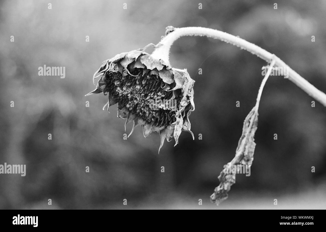 Dead plant garden hi-res stock photography and images - Alamy