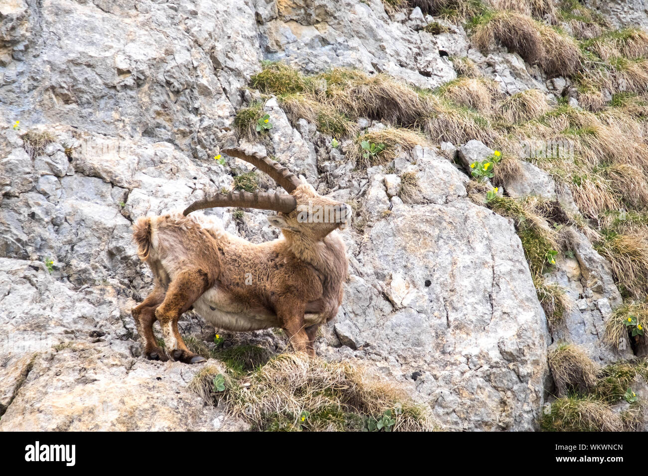 Alpine ibex portrait looking hi-res stock photography and images - Alamy