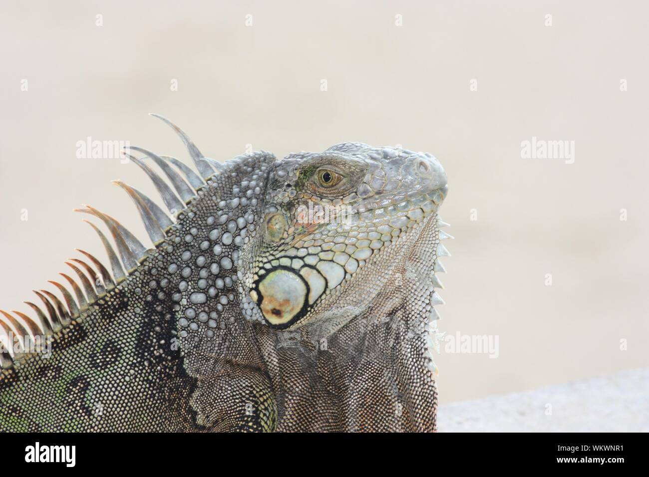 Iguana side view hi-res stock photography and images - Alamy