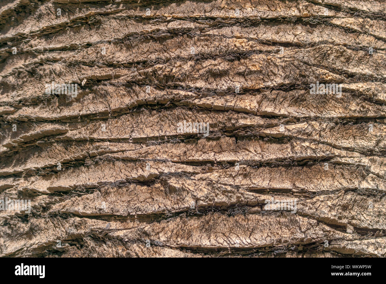 Tree Bark Patterns High Resolution Stock Photography and Images - Alamy