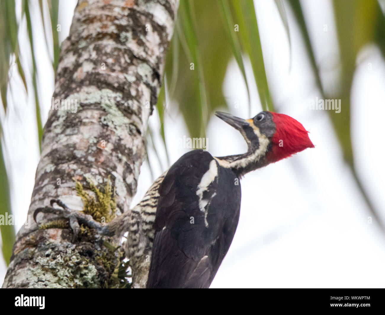 Lineated Woodpecker (Dryocopus lineatus Stock Photo - Alamy