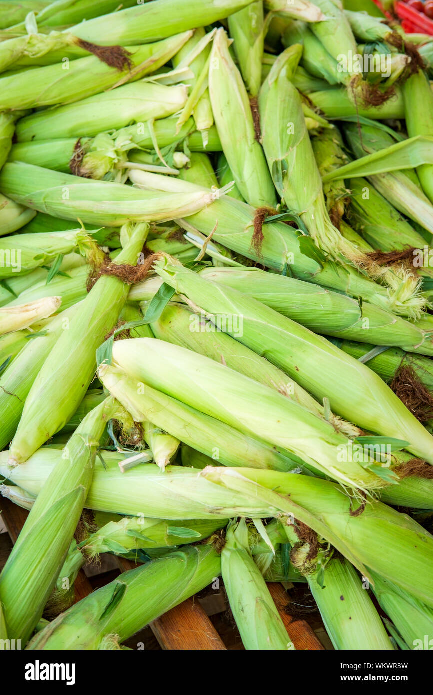 Fresh ears of farmers market corn on display on summer day Stock Photo ...
