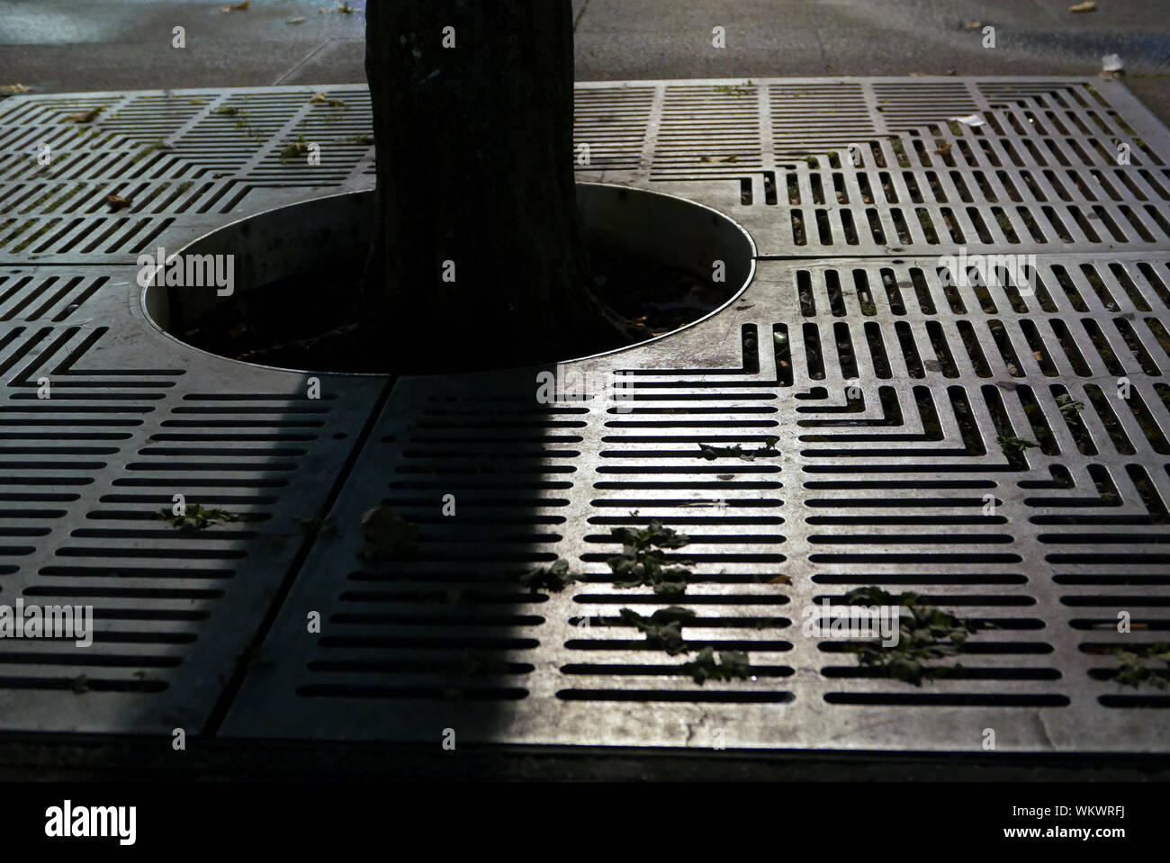 Tree Grates High Resolution Stock Photography and Images - Alamy