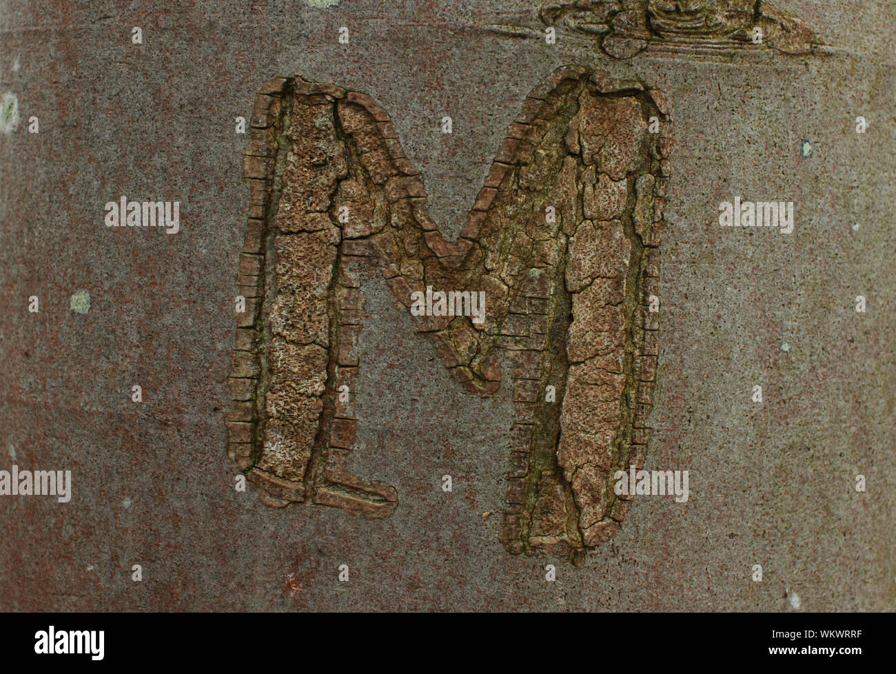 letter "M" cut long time ago on the tree steam Stock Photo - Alamy