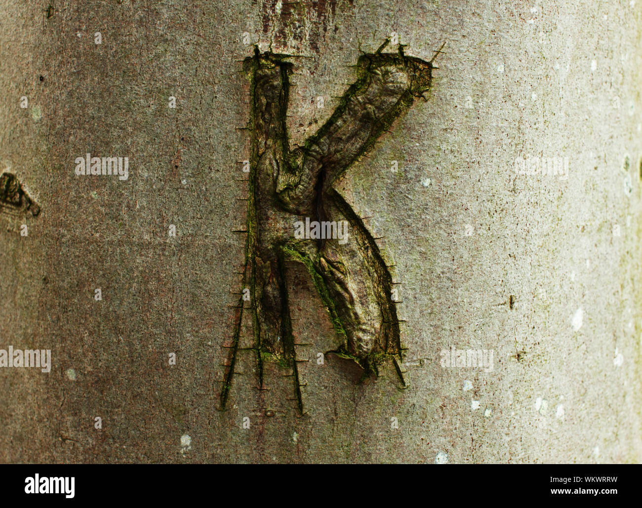 letter "K" cut long time ago on the tree steam Stock Photo - Alamy