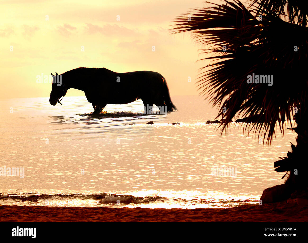 Horse silhouette at sunset hi-res stock photography and images - Alamy