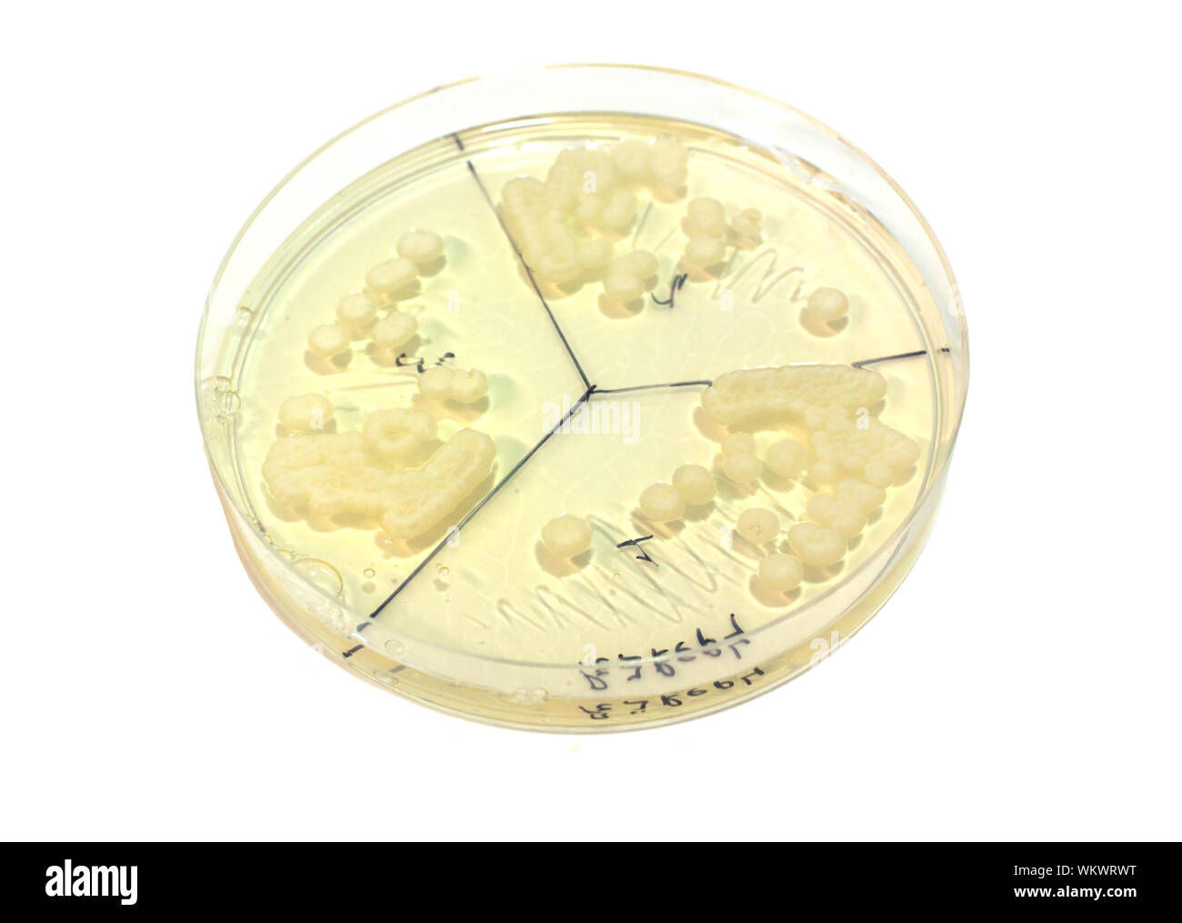 microbiological plate whith white colonies of fungi isolated on white ...