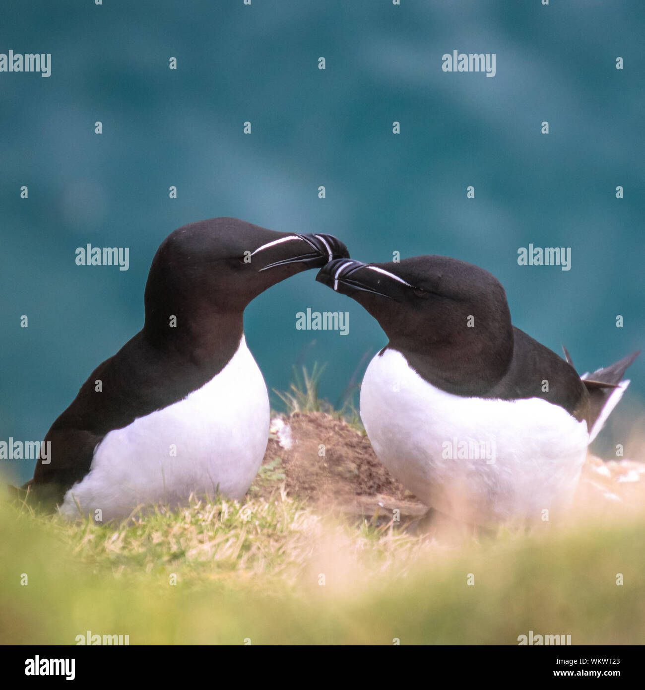 Mating sea birds hi-res stock photography and images - Alamy
