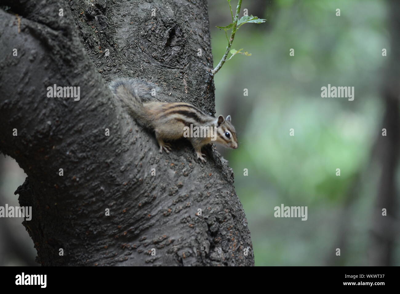 Chipmunk in forest hi-res stock photography and images - Alamy
