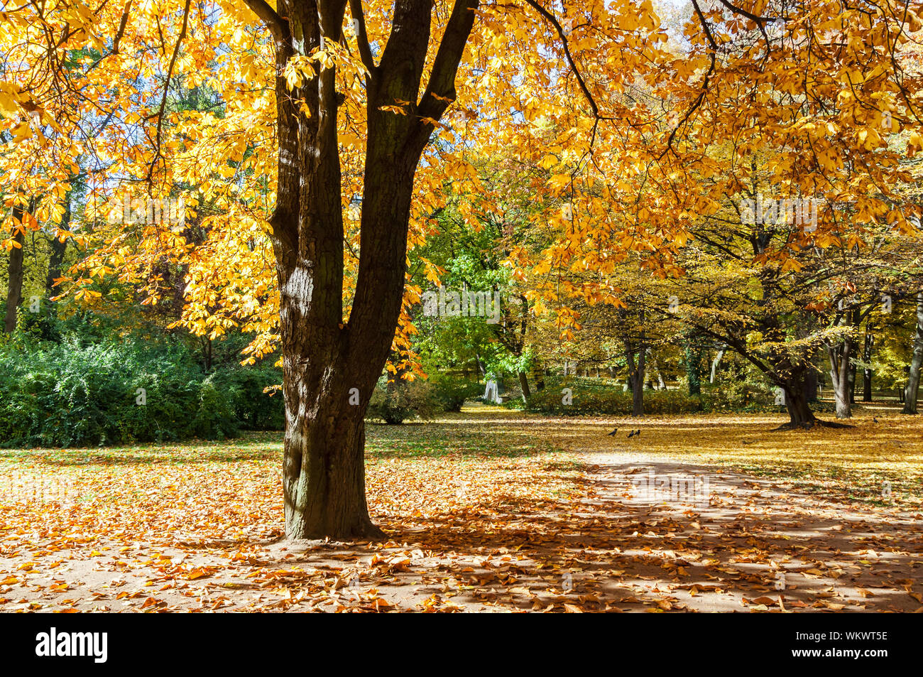 Warsaw tree hi-res stock photography and images - Alamy