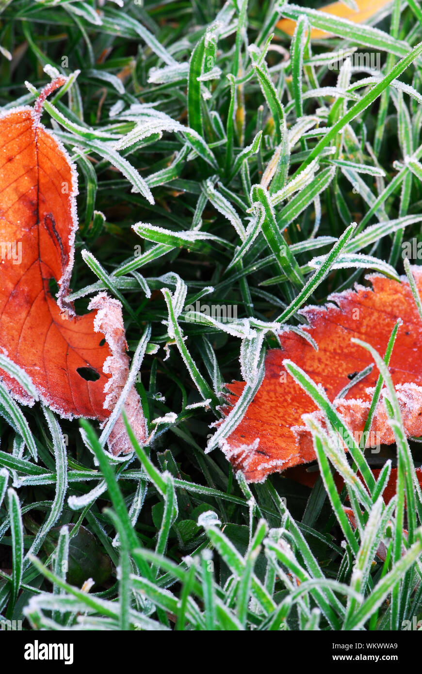 Curled frozen leaf hi-res stock photography and images - Alamy