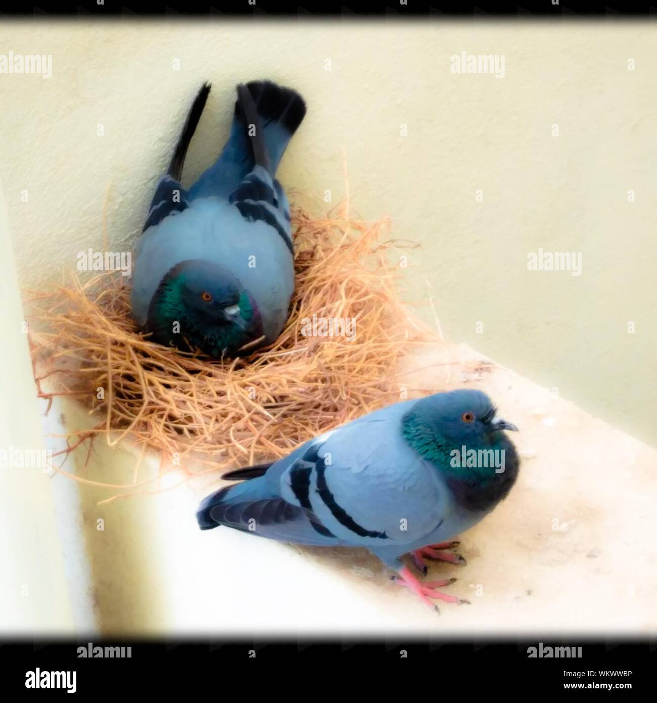 Pigeons in nest hi-res stock photography and images - Alamy