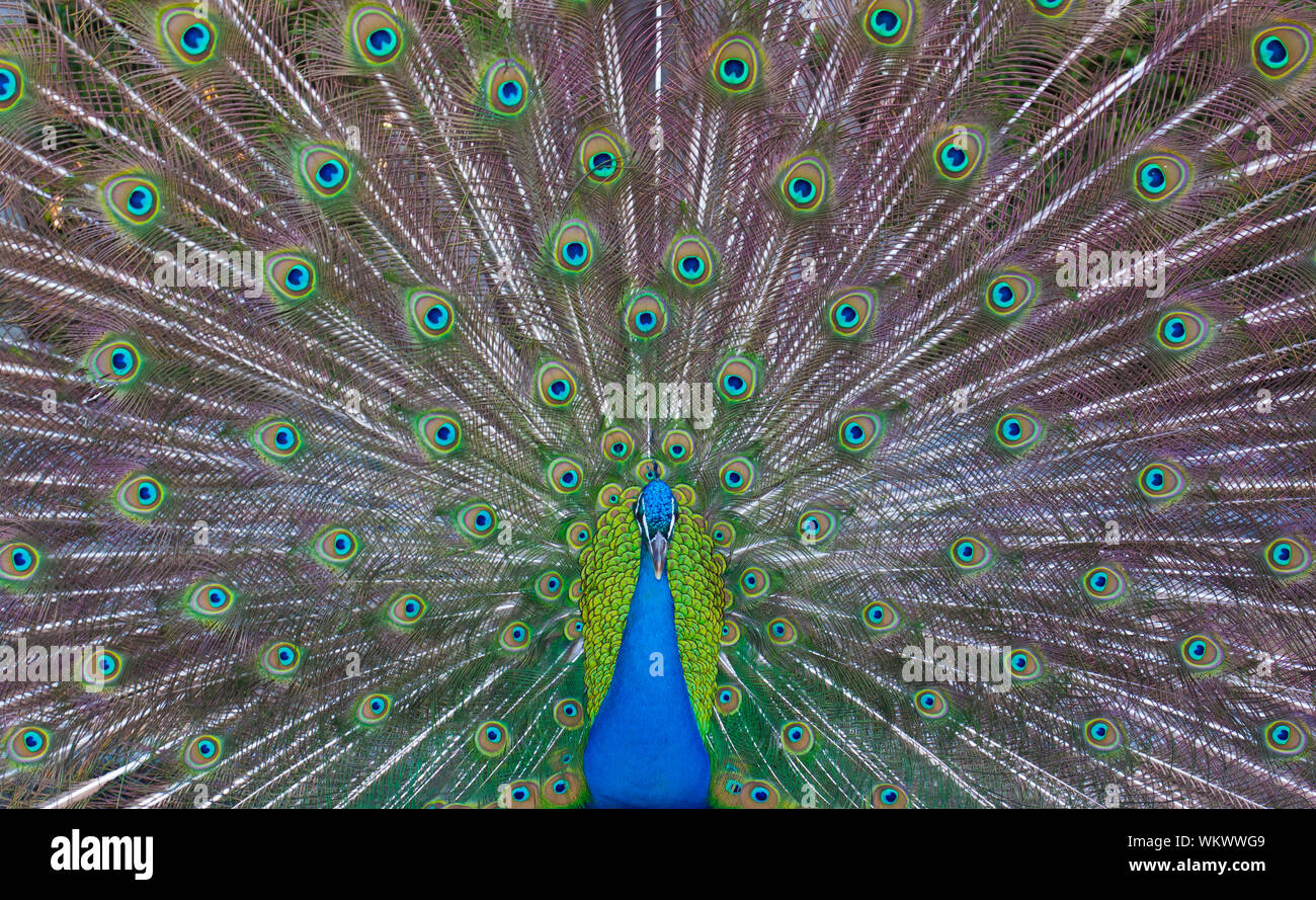 Peacock showing his majestic tail during the mating season Stock Photo ...