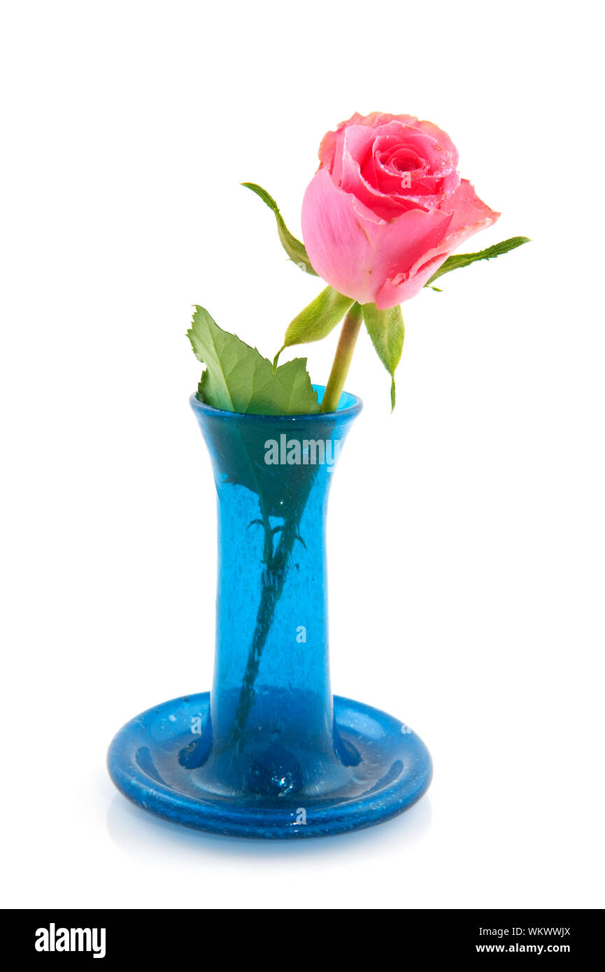 Single pink rose in blue vase and white background Stock Photo - Alamy