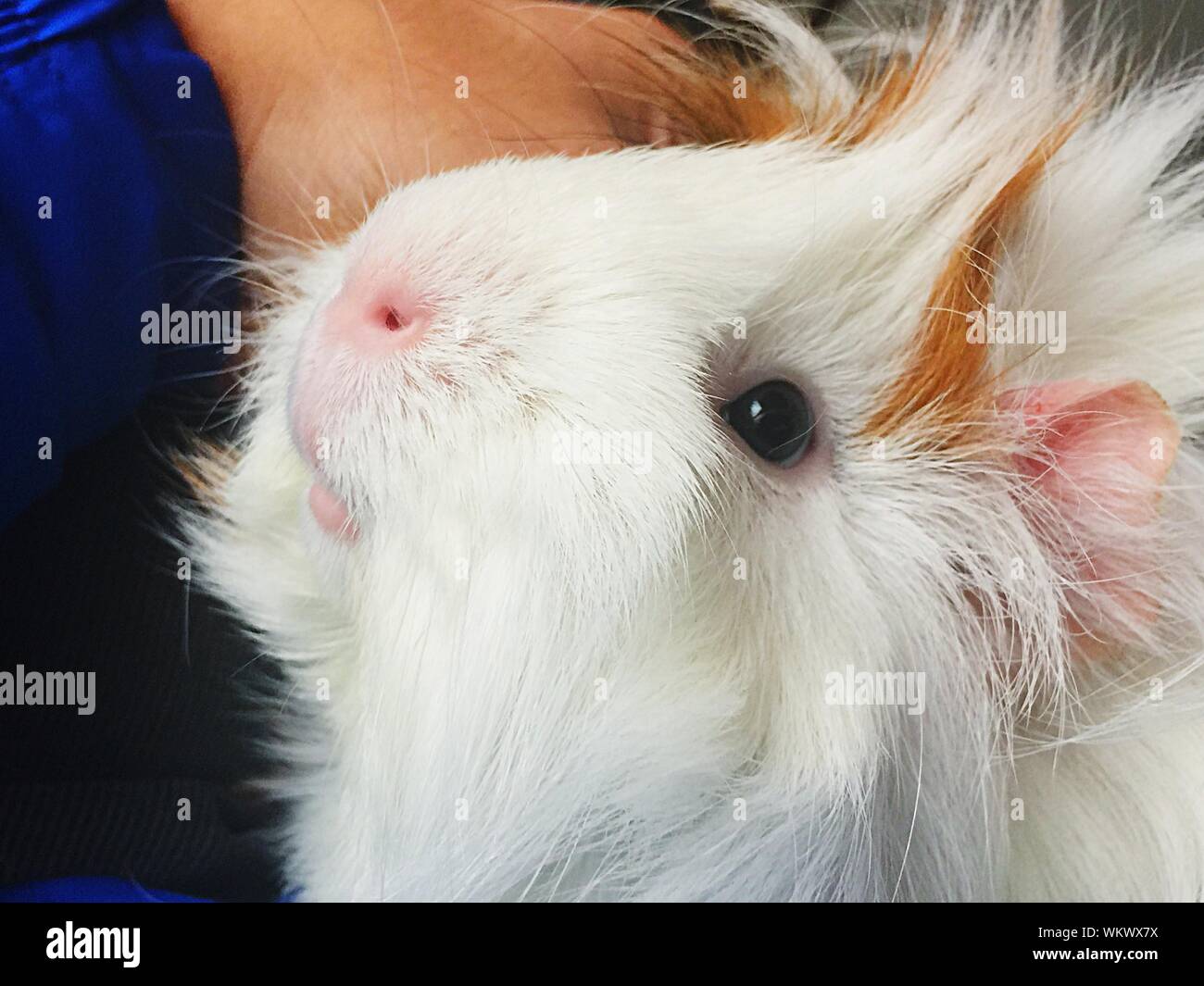 Human hamster hi-res stock photography and images - Alamy