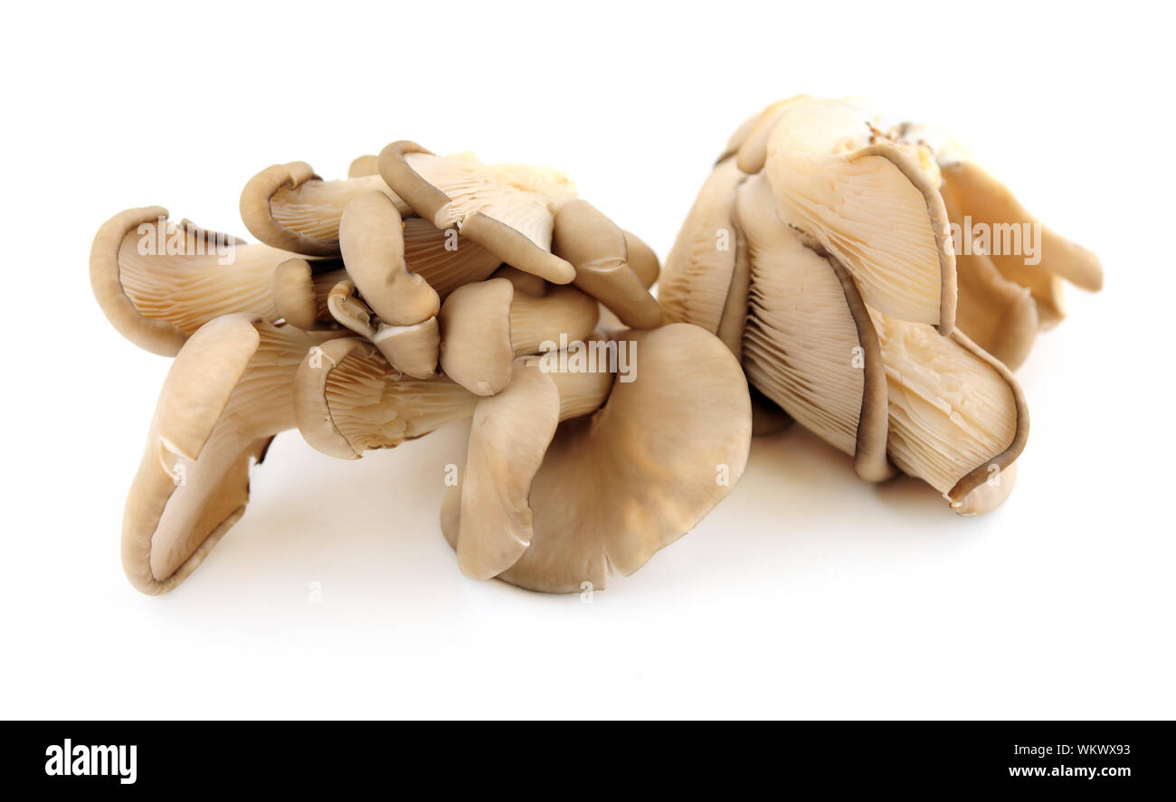 Wild grey mushroom on Cut Out Stock Images & Pictures - Alamy