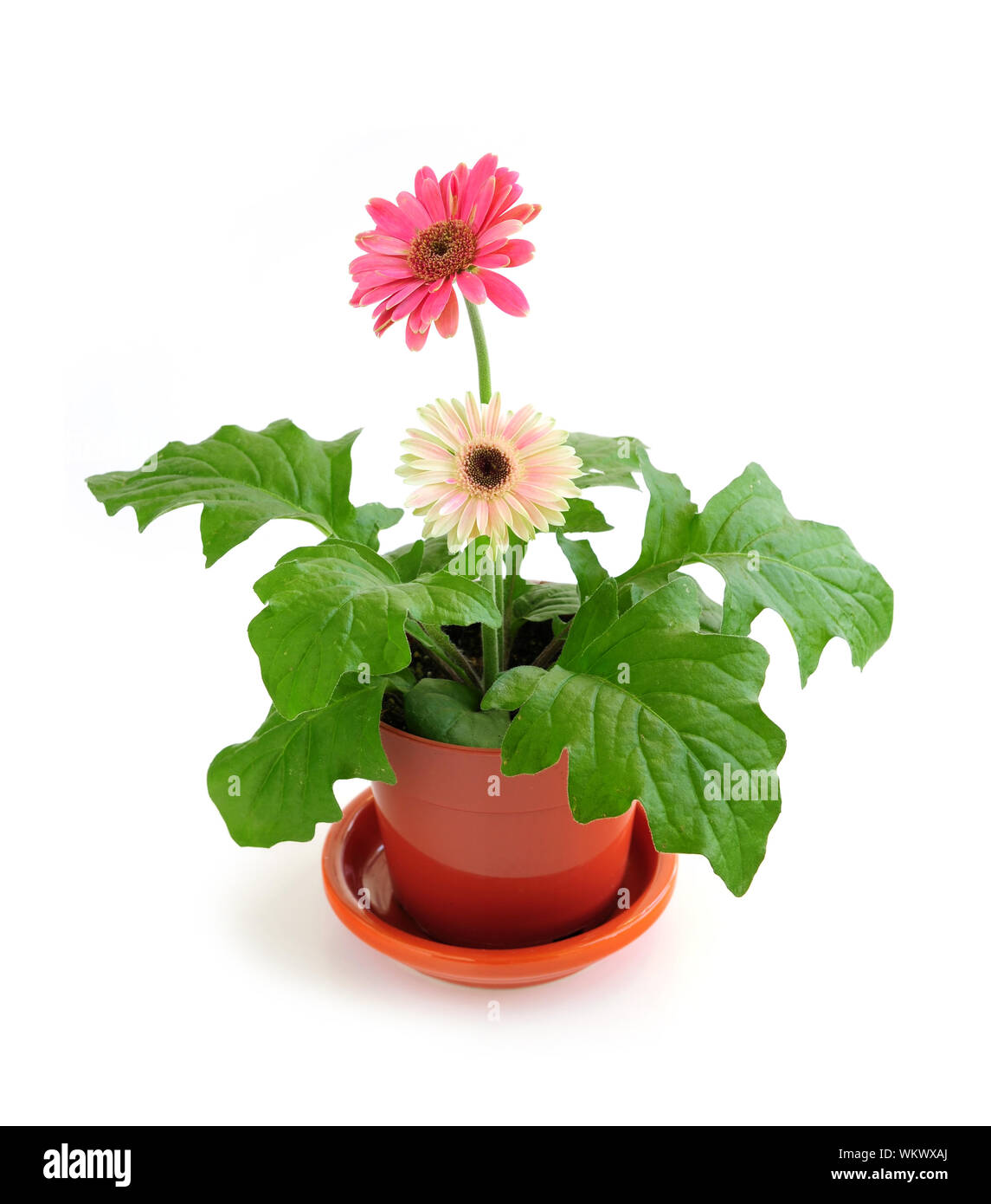 Potted houseplant pink gerbera isolated on white background Stock Photo ...