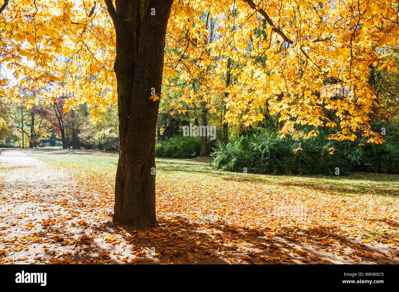 Warsaw tree High Resolution Stock Photography and Images - Alamy
