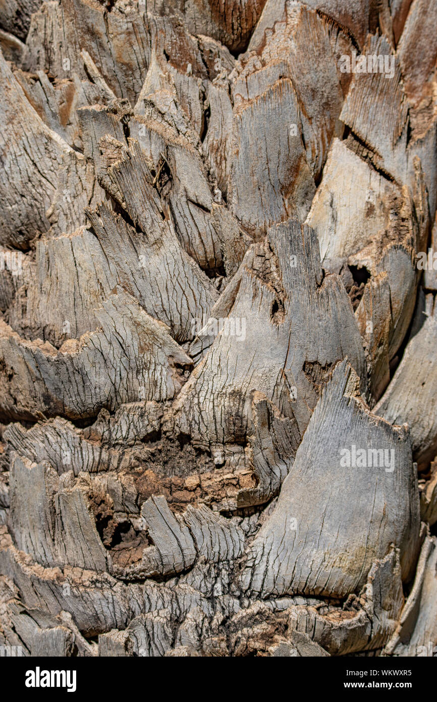 Tree Bark Patterns High Resolution Stock Photography and Images - Alamy