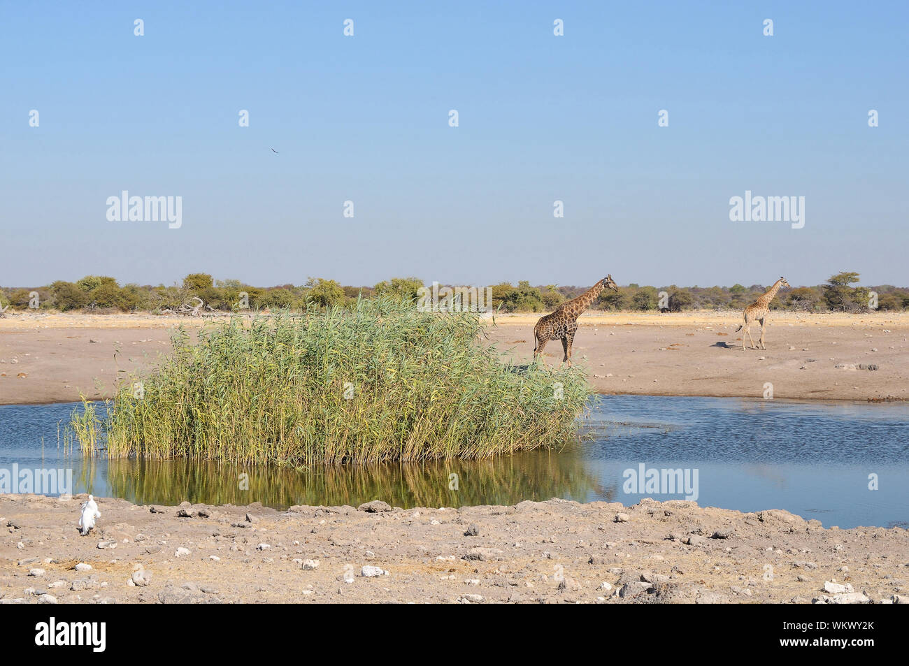 Giraffes at Chudop waterhole with it's floating island of reeds in the ...