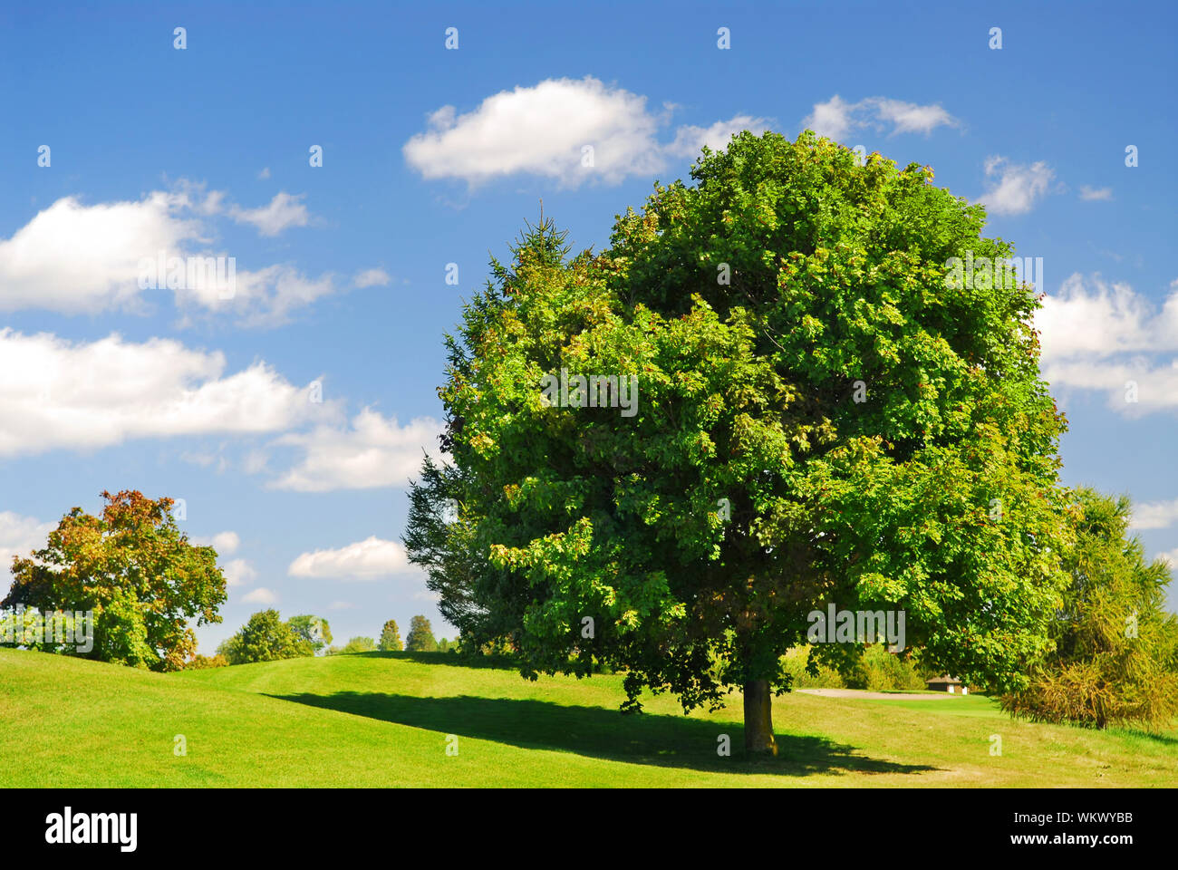 Green summer landscape with one leafy tree Stock Photo - Alamy