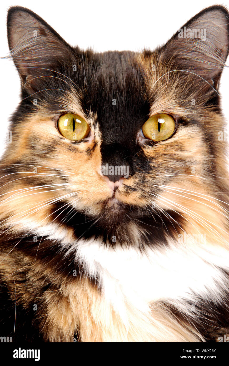 Calico markings hi-res stock photography and images - Alamy