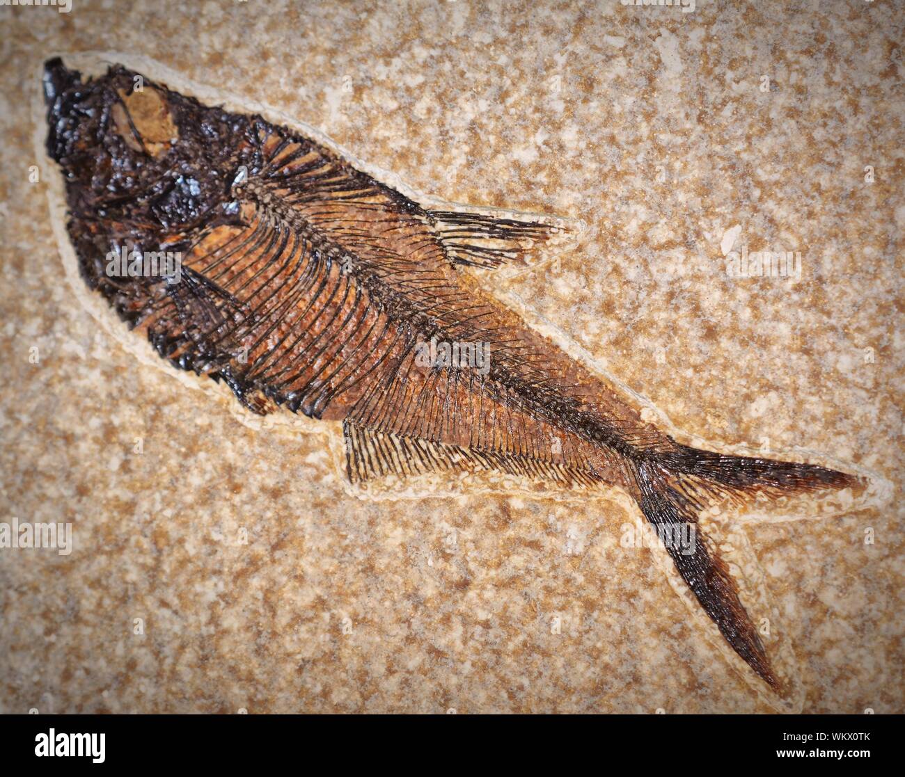 Fish fossil rock hi-res stock photography and images - Alamy