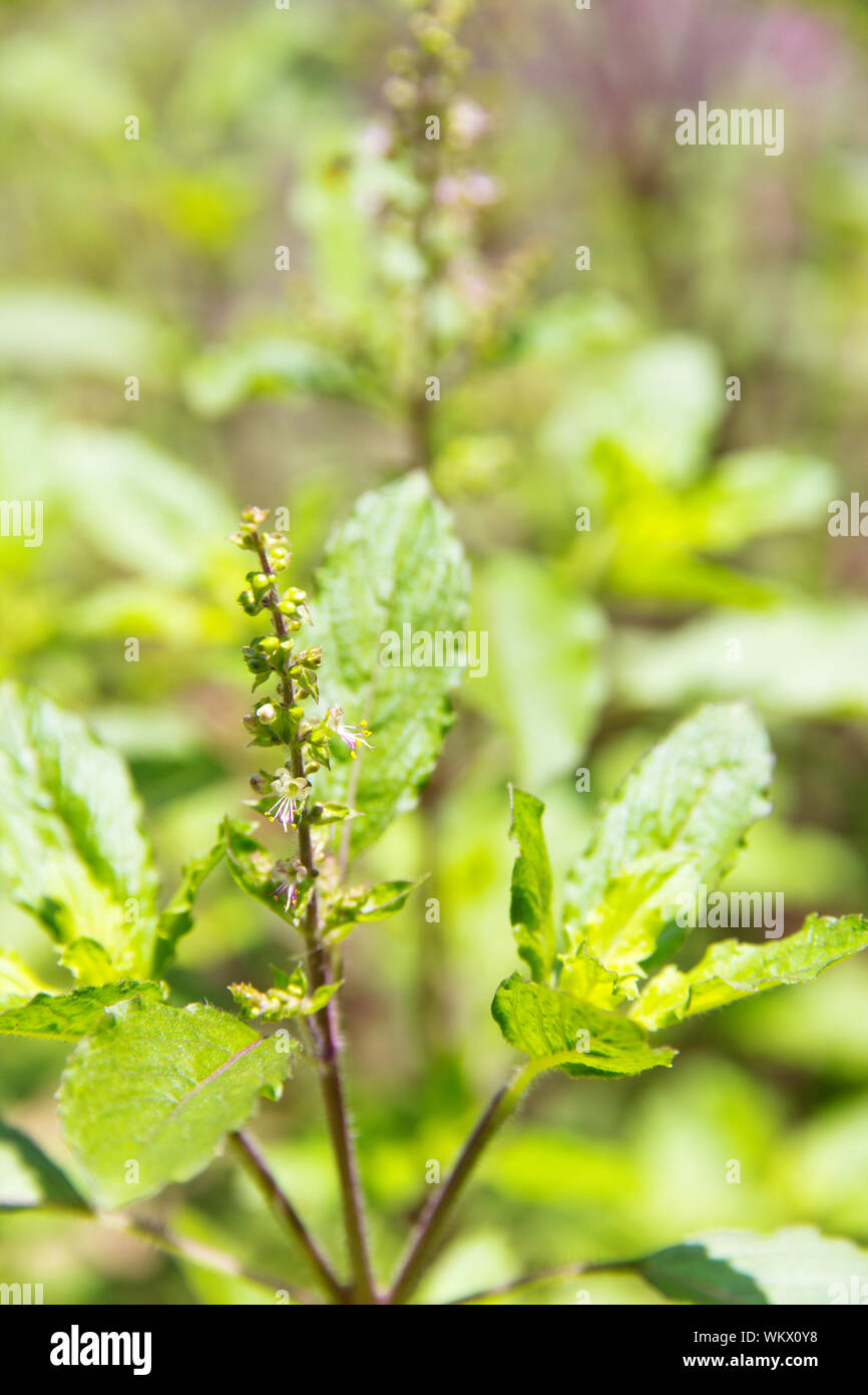 Basil flower hi-res stock photography and images - Alamy