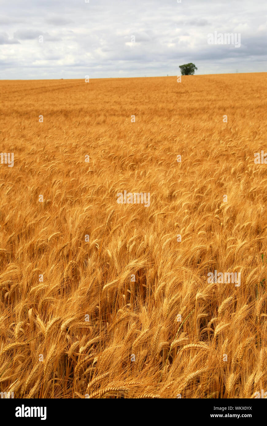 Agricultural landscape of golden wheat growing in a farm field Stock ...