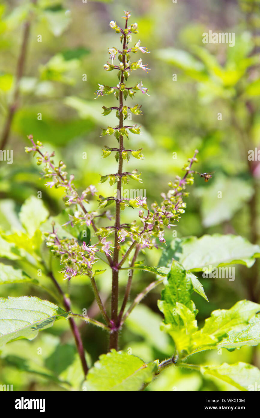 Basil spice hi-res stock photography and images - Alamy
