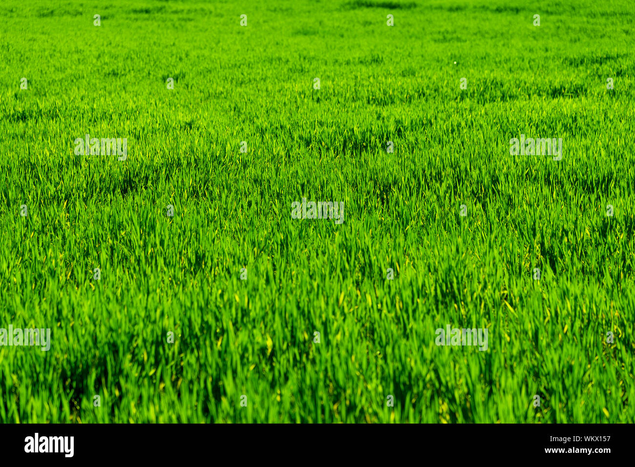 Crops field close up texture Stock Photo - Alamy