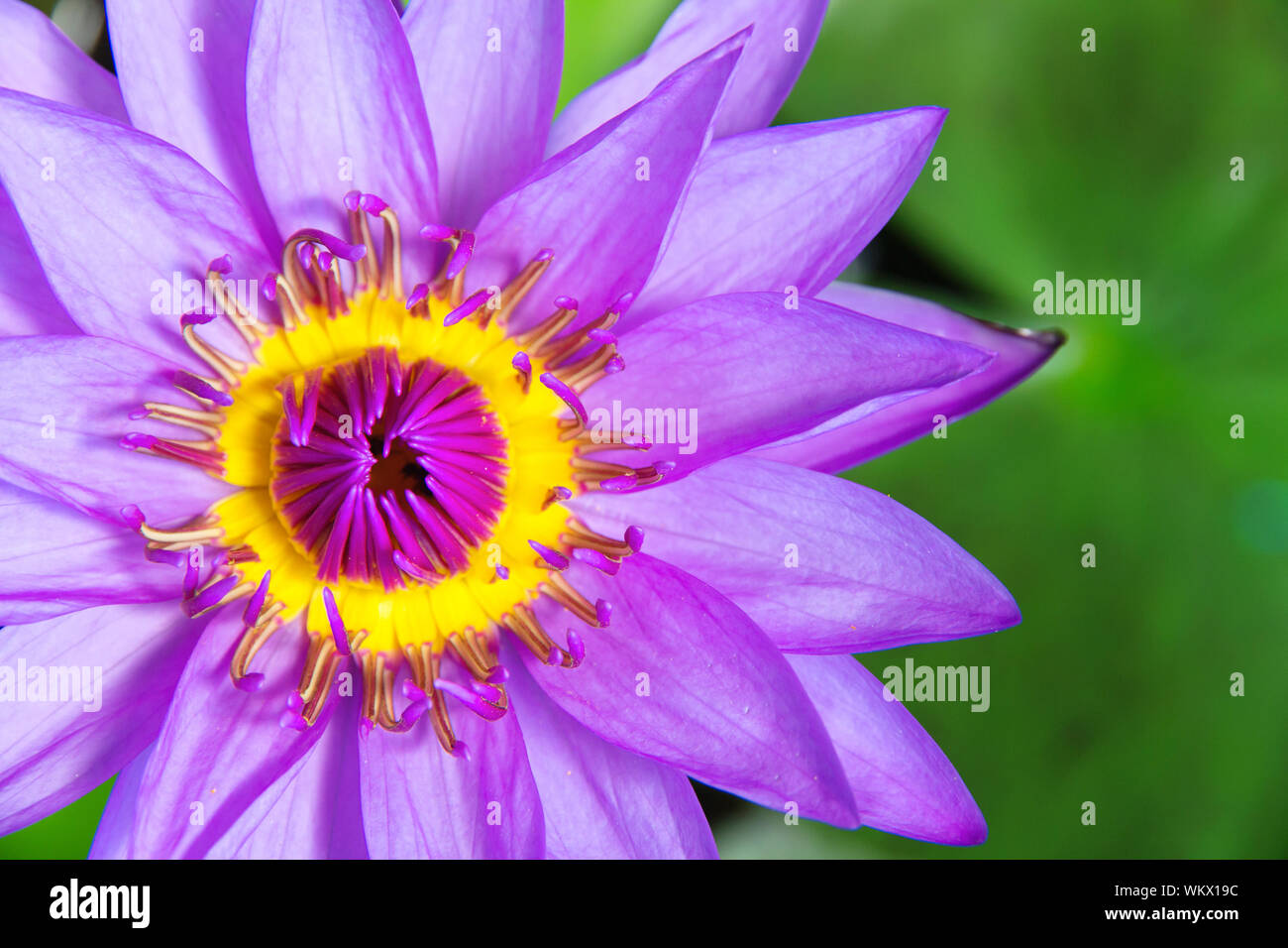 Pink Lotus Flower close-up Stock Photo - Alamy