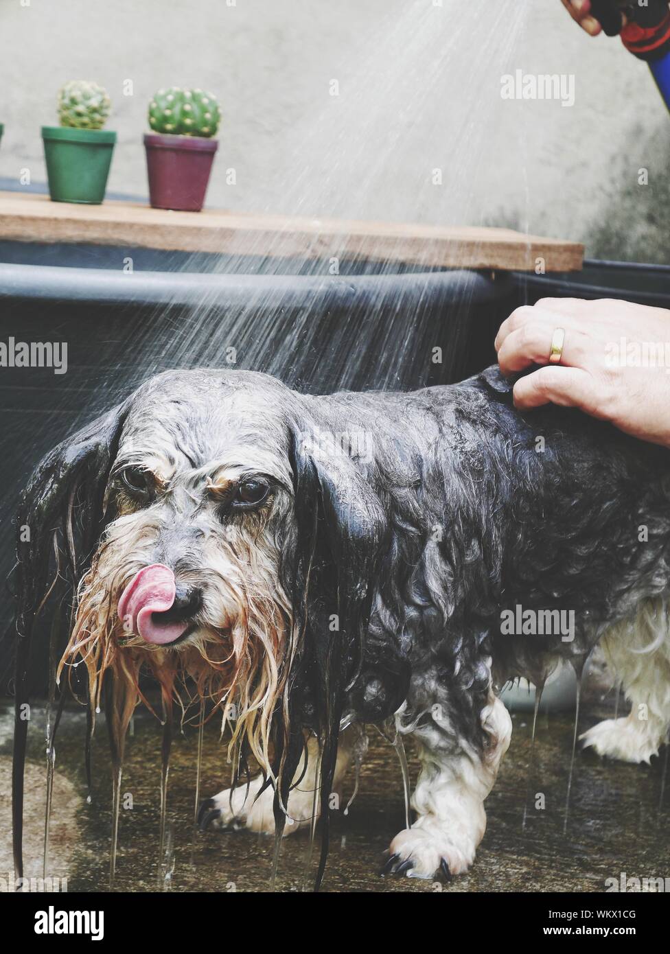 Cleaning my dog hi-res stock photography and images - Alamy