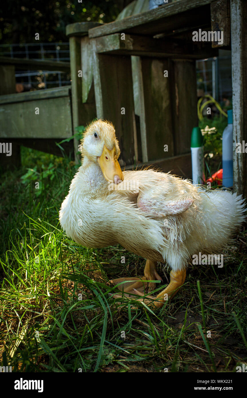 Adolescent duck hi-res stock photography and images - Alamy