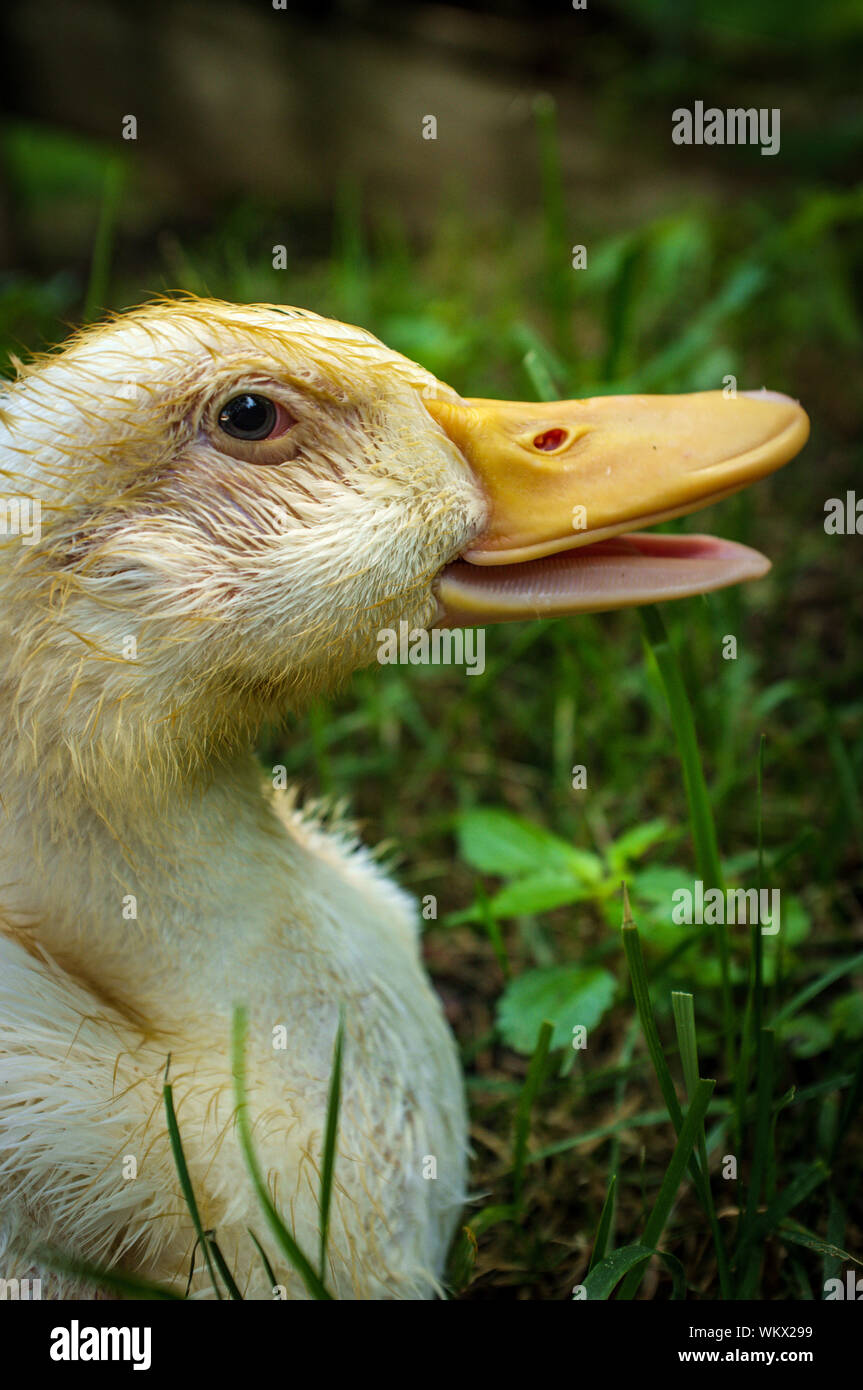 Adolescent duck hi-res stock photography and images - Alamy