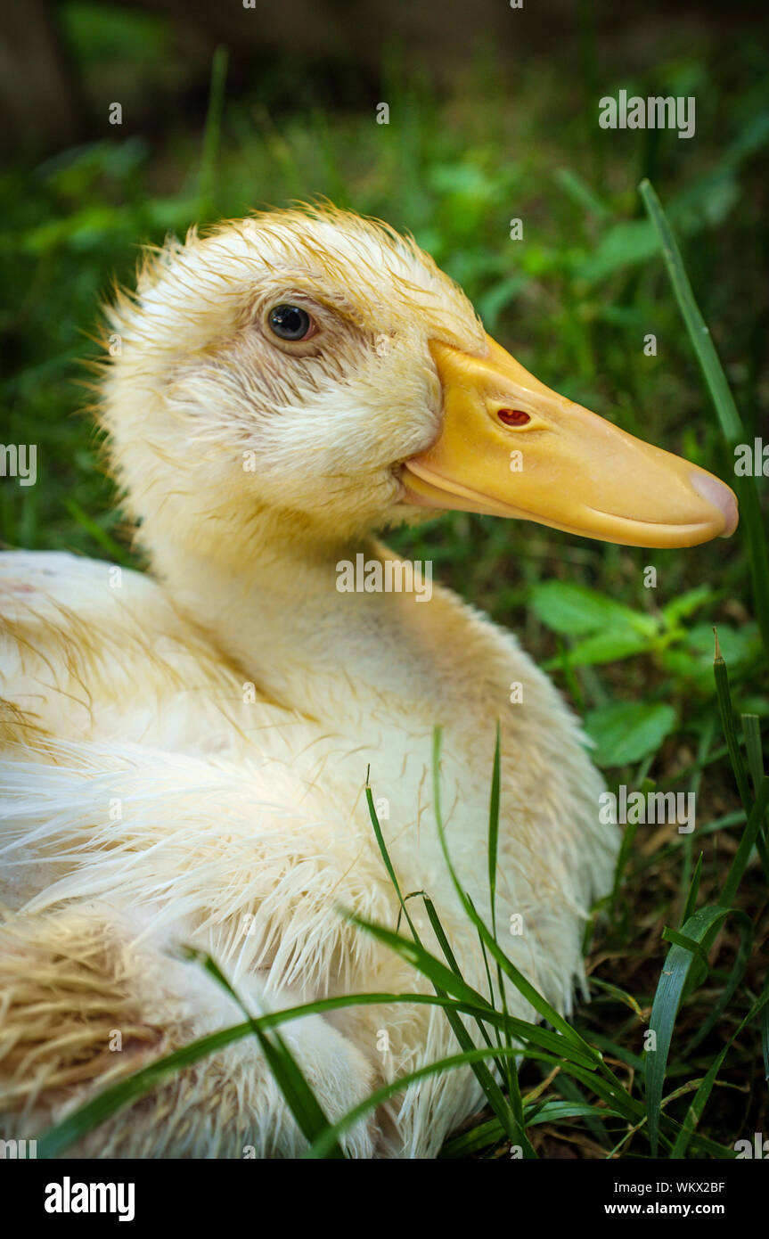 Adolescent duck hi-res stock photography and images - Alamy