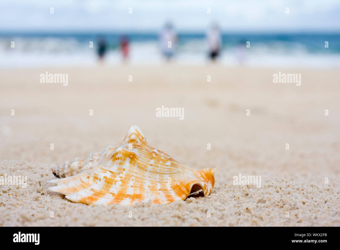 Shell on a beach with blurred people in the background Stock Photo - Alamy