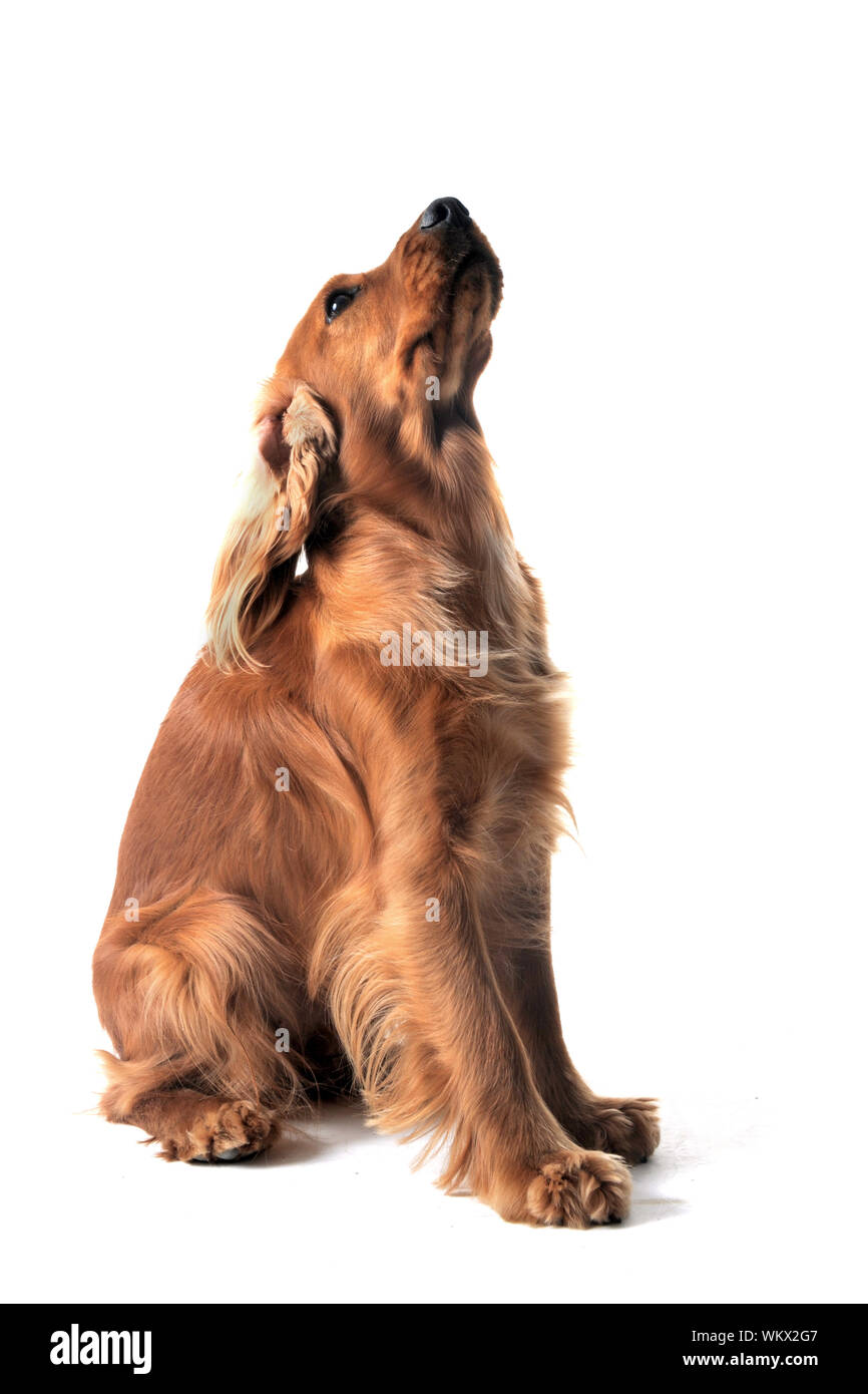 portrait of a purebred english cocker in a studio Stock Photo - Alamy