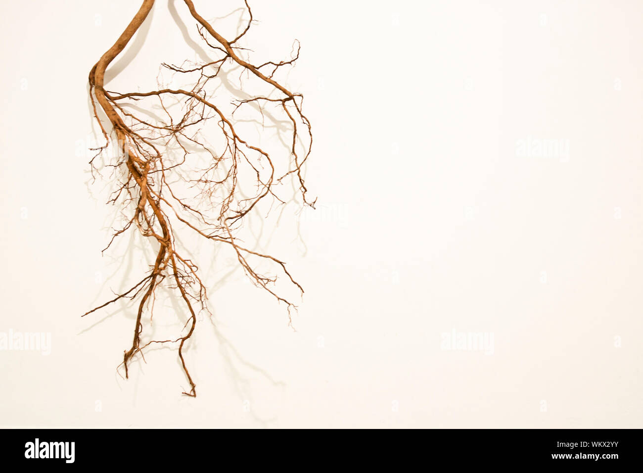Tree roots isolated on the white background Stock Photo - Alamy