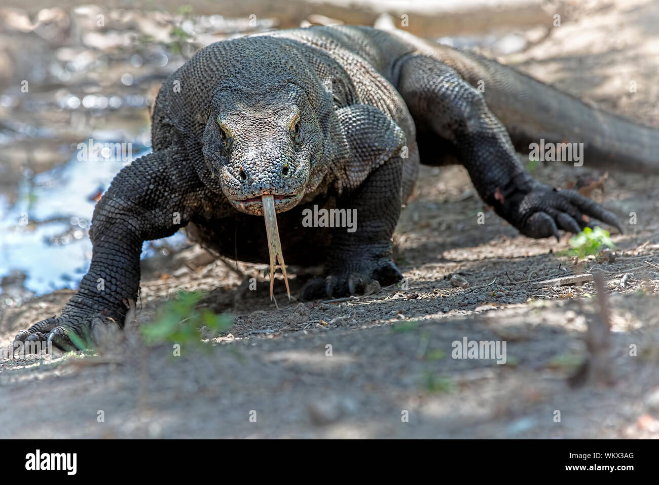 Dragon predator hi-res stock photography and images - Alamy
