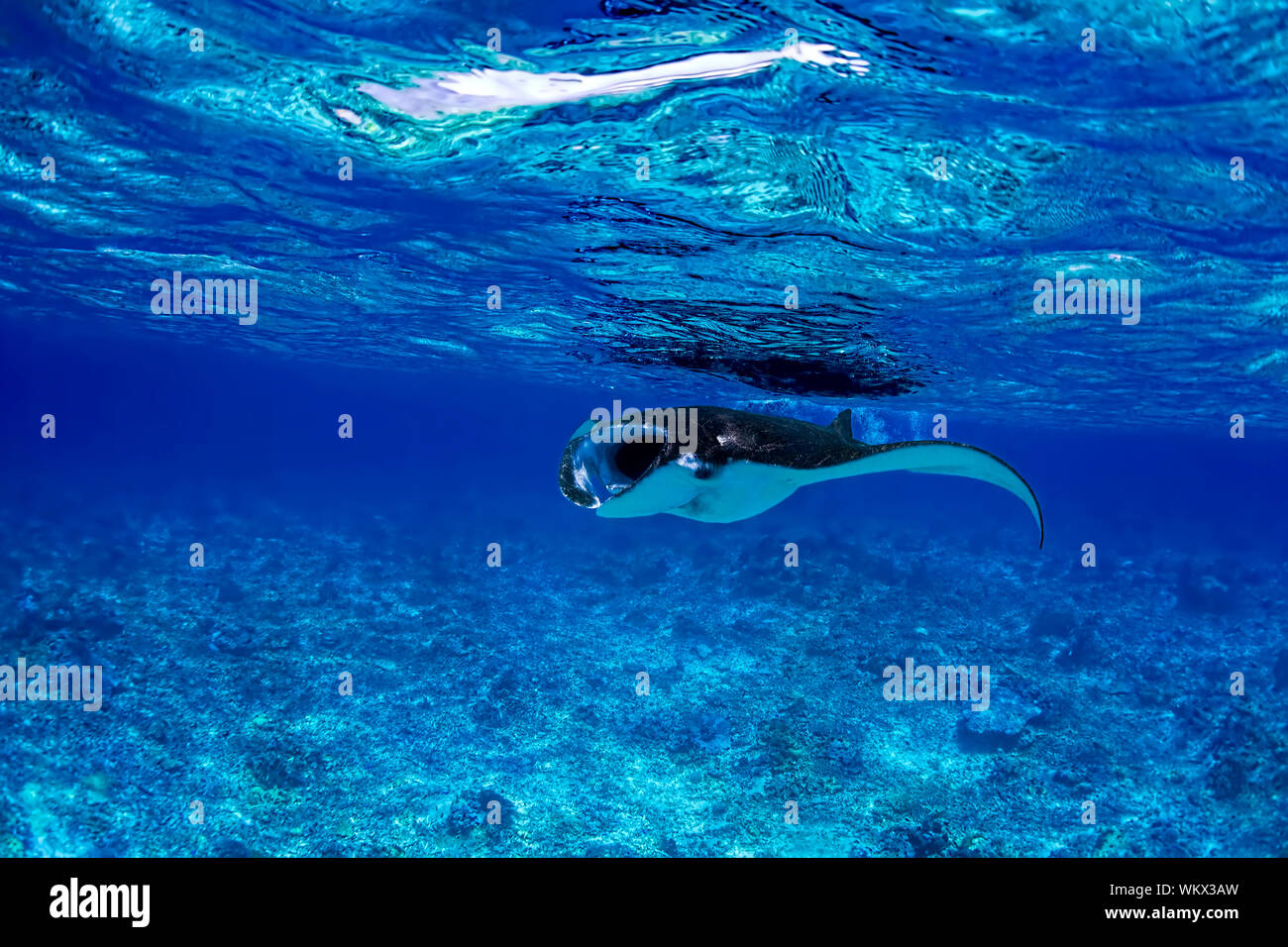 Manta ray feeding hi-res stock photography and images - Alamy