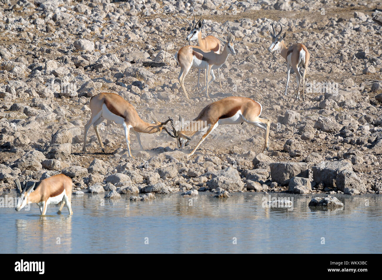 Male female springbok hi-res stock photography and images - Alamy