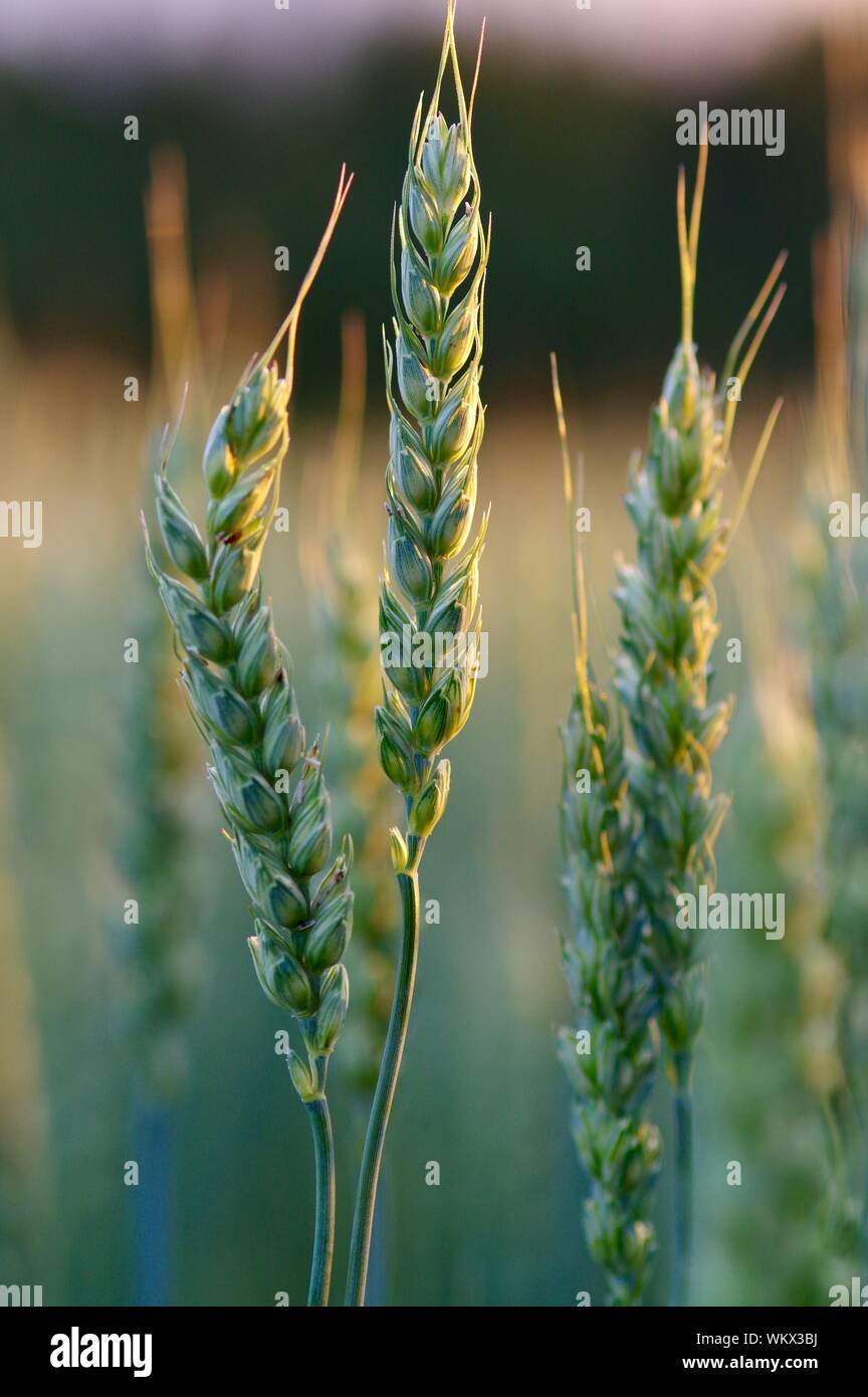 Growing oats hi-res stock photography and images - Alamy
