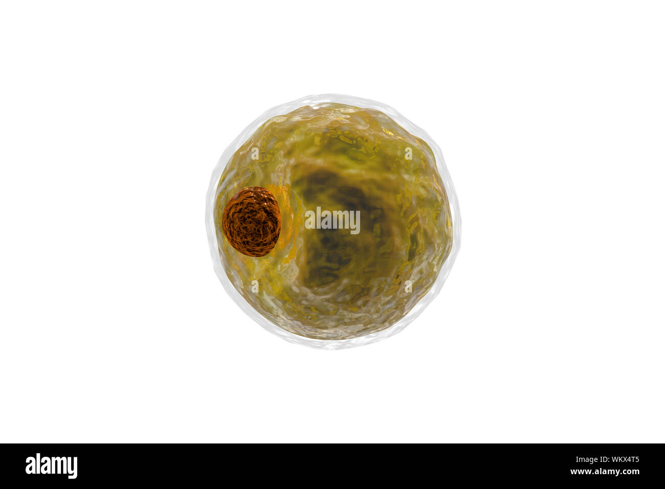 Healthy white human fat cells also known as adipocytes 3d illustration ...