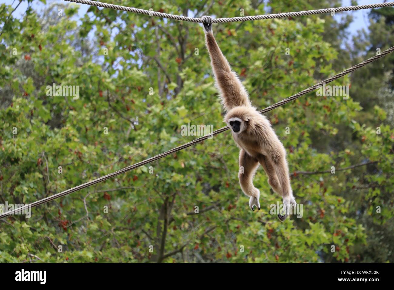 Monkey hanging hi-res stock photography and images - Alamy