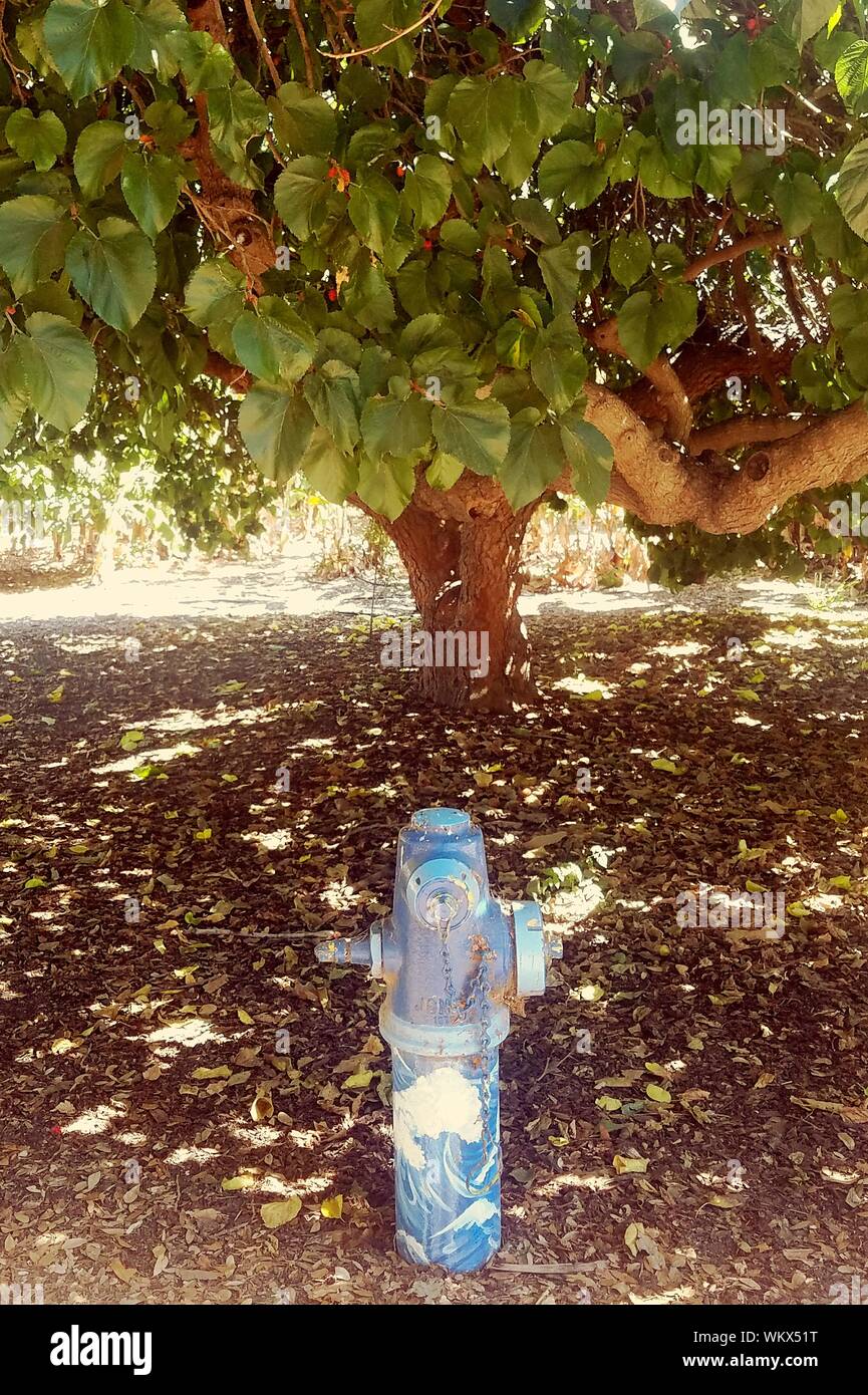 Fire hydrant with tree hi-res stock photography and images - Alamy