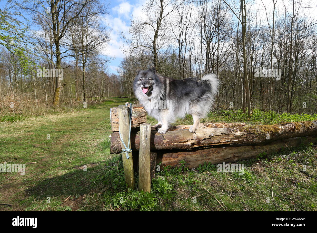 Dog side standing hi-res stock photography and images - Alamy