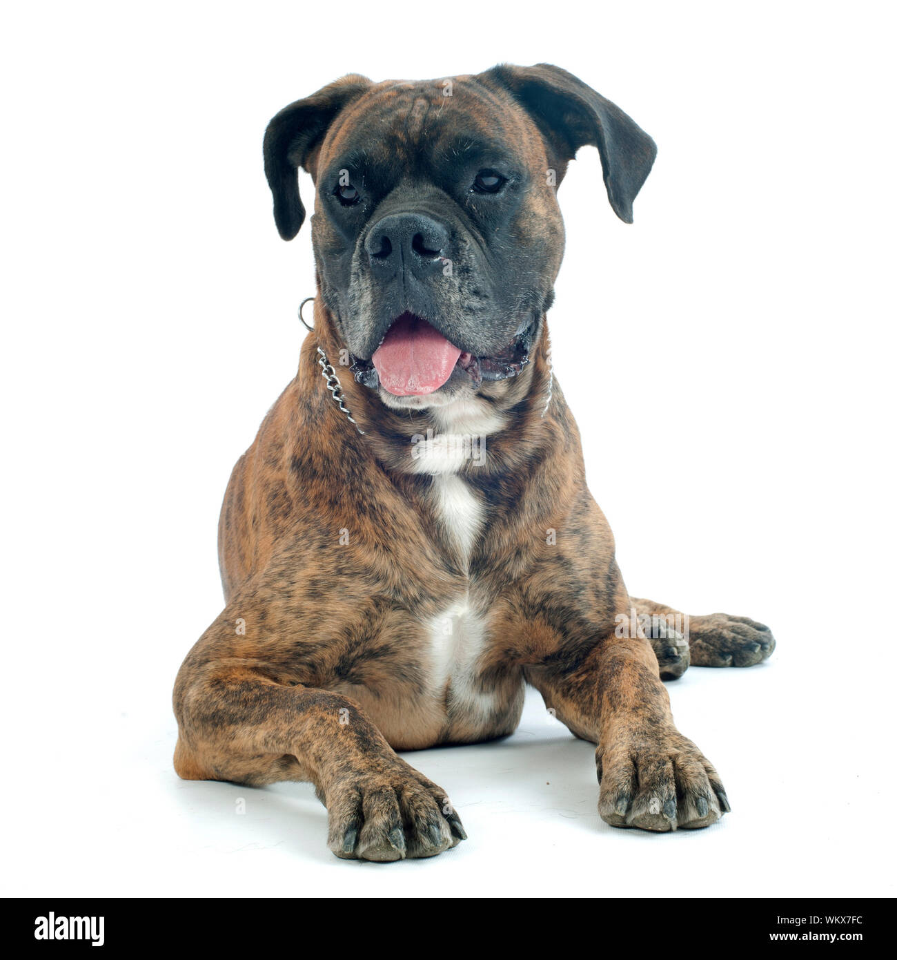 old boxer lying down in front of a white background Stock Photo - Alamy