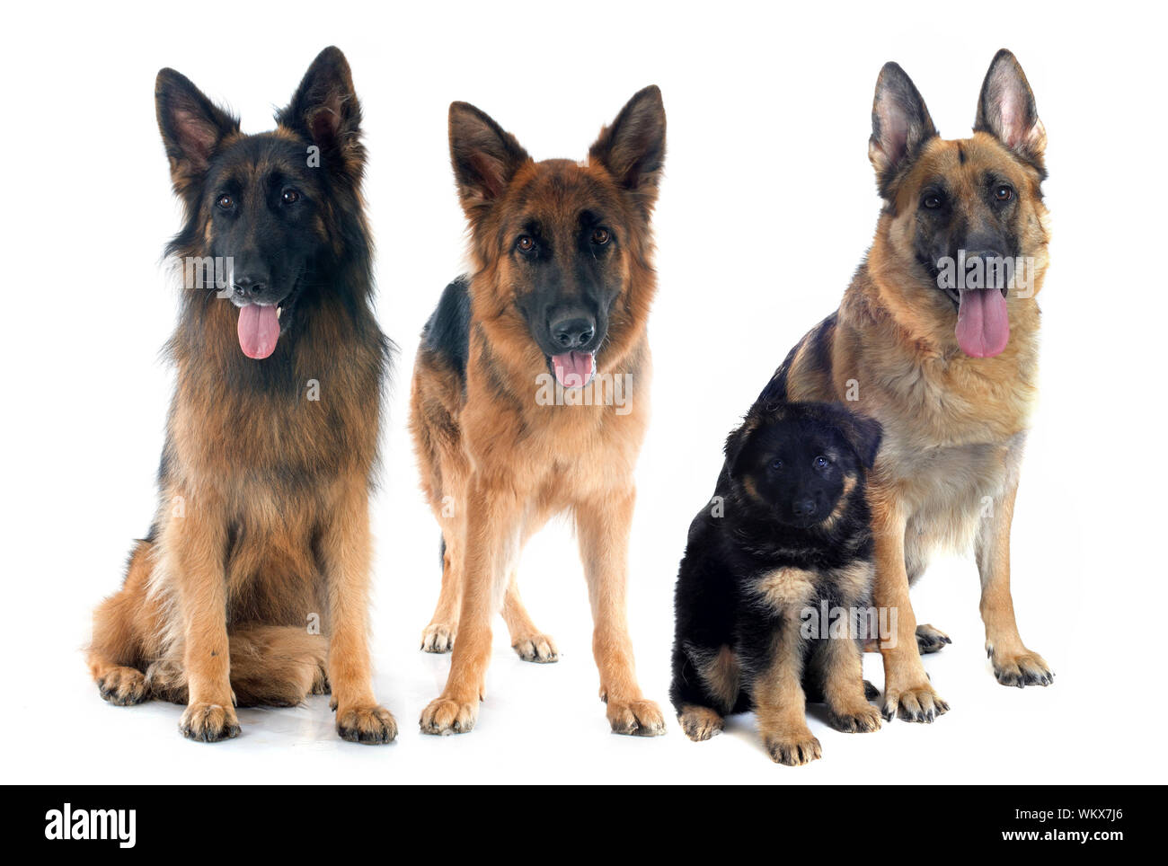 four german shepherds in front of white background Stock Photo - Alamy